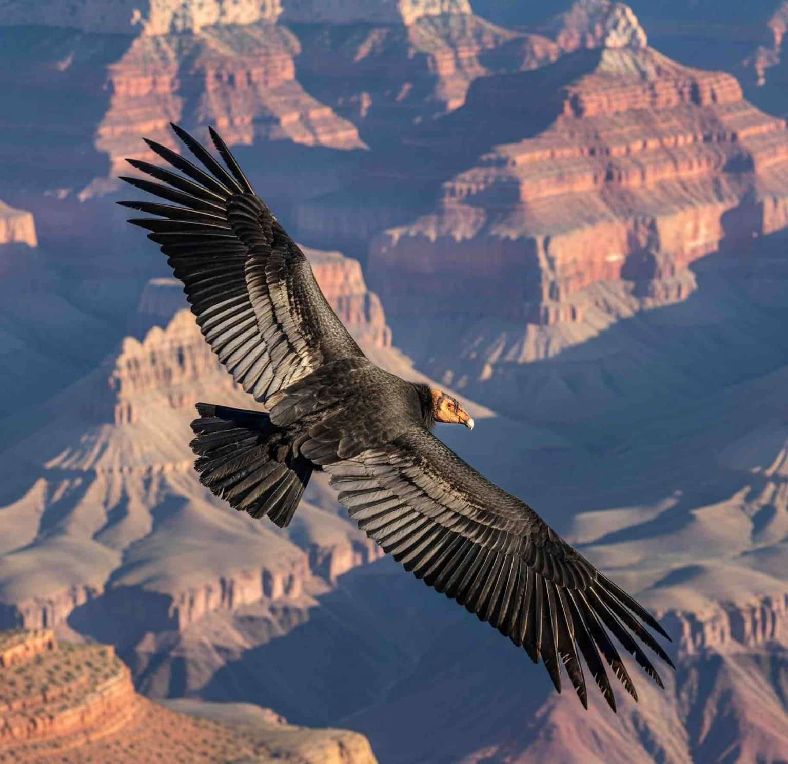 Quels animaux vivent au Grand Canyon ? - Las Vegas Aventures